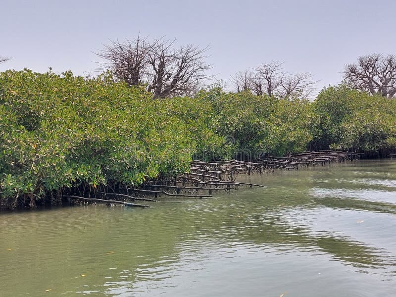 Ecosistema De Manglar En Senegal Foto de archivo - Imagen de baobab ...