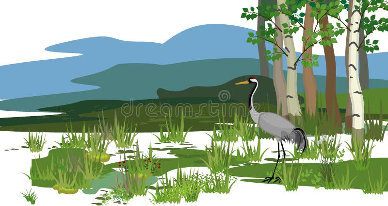Ecosysteem van de moeras vector illustratie. Illustration of gist ...