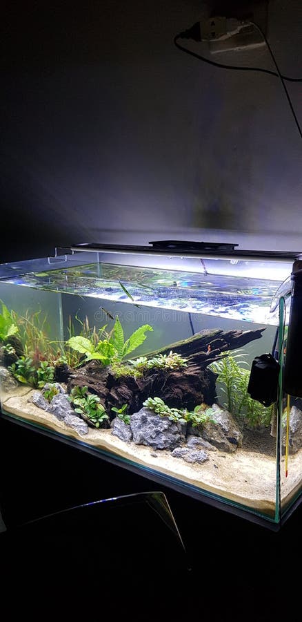 An Ecosystem in the Aquarium at Night with Fish on Water Stock Photo ...