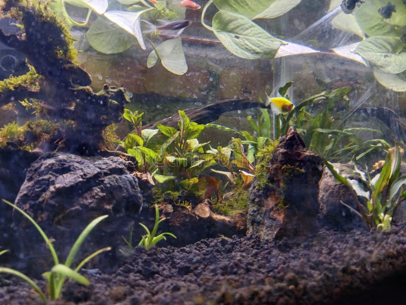 Ecosystem by Aquascape with Small Fish and Seed Stock Photo - Image of ...