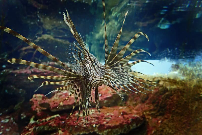 Ecosystem, Coral Reef, Lionfish, Marine Biology Stock Photo - Image of ...