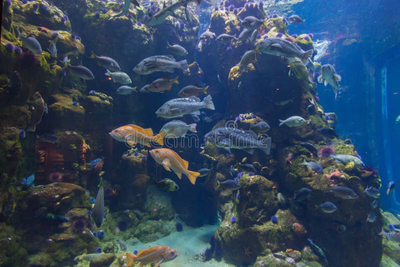 Ecosystem, Coral Reef, Marine Biology, Reef Picture. Image: 133462998