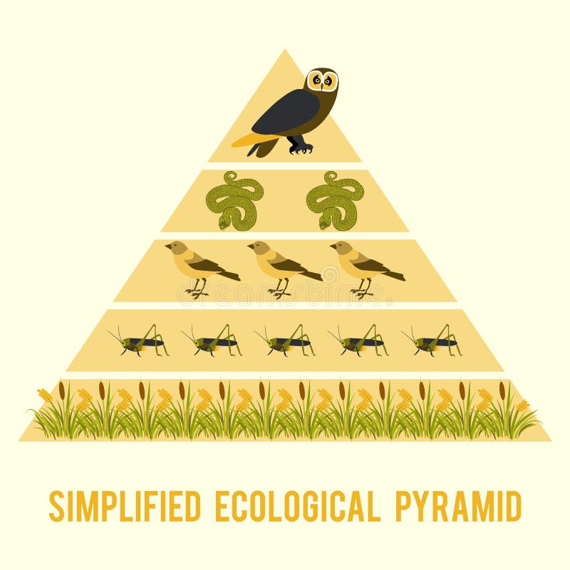Ecosystem Pyramid Understanding The Different Types Of Ecological