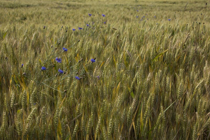 Ecosystem, Field, Grass Family, Food Grain Picture. Image: 121707590
