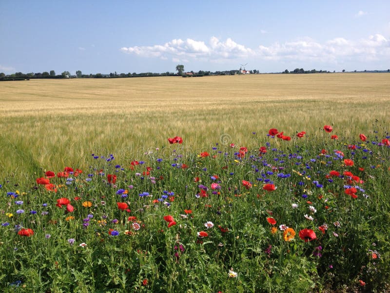 Ecosystem, Field, Farm, Shrubland Picture. Image: 112841952