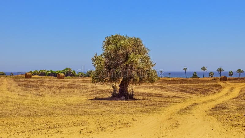 Ecosystem, Field, Farm, Shrubland Picture. Image: 112841952