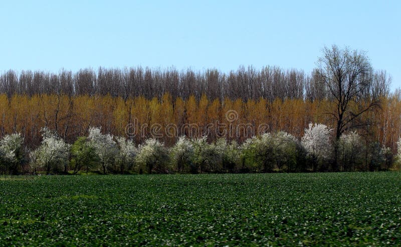 Ecosystem, Field, Tree, Vegetation Picture. Image: 111026316