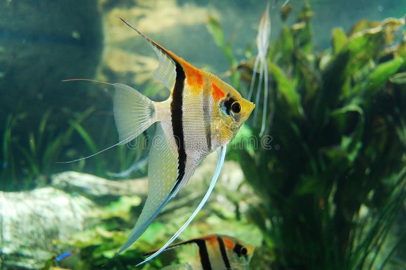 Ecosystem, Fish, Freshwater Aquarium, Fauna Stock Photo - Image of ...