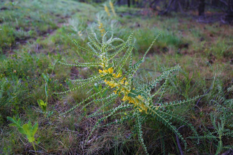 Ecosystem, Flora, Vegetation, Plant Picture. Image: 116331235