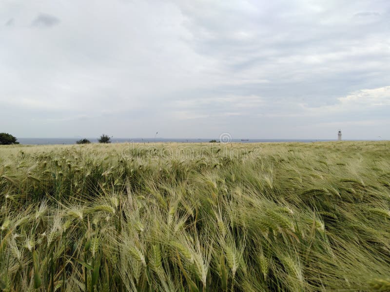Crop, Field, Ecosystem, Grassland Picture. Image: 107375031