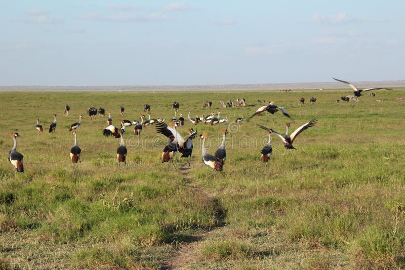 Ecosystem, Grassland, Nature Reserve, Bird Picture. Image: 119412243