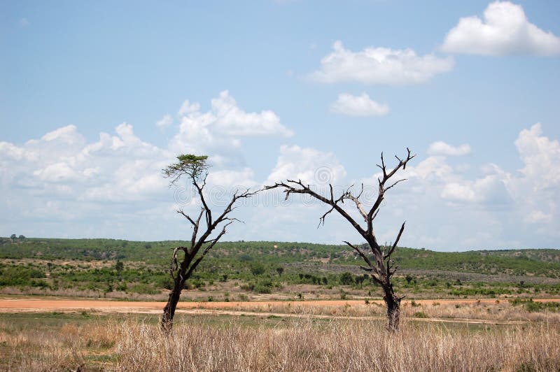 Ecosystem, Grassland, Savanna, Sky Picture. Image: 134930319