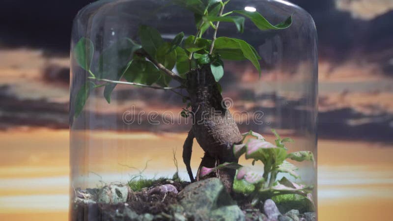 Ecosystem in a Jar, How the Plants, Soil, and Water Work Together To ...