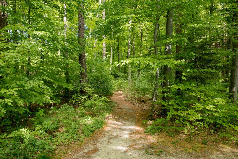 Ecosystem, Path, Vegetation, Woodland Picture. Image: 119765923