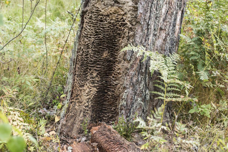 Ecosystem in Pine Forest. Ant`s Nest on Pine Tree Trunk Stock Image ...