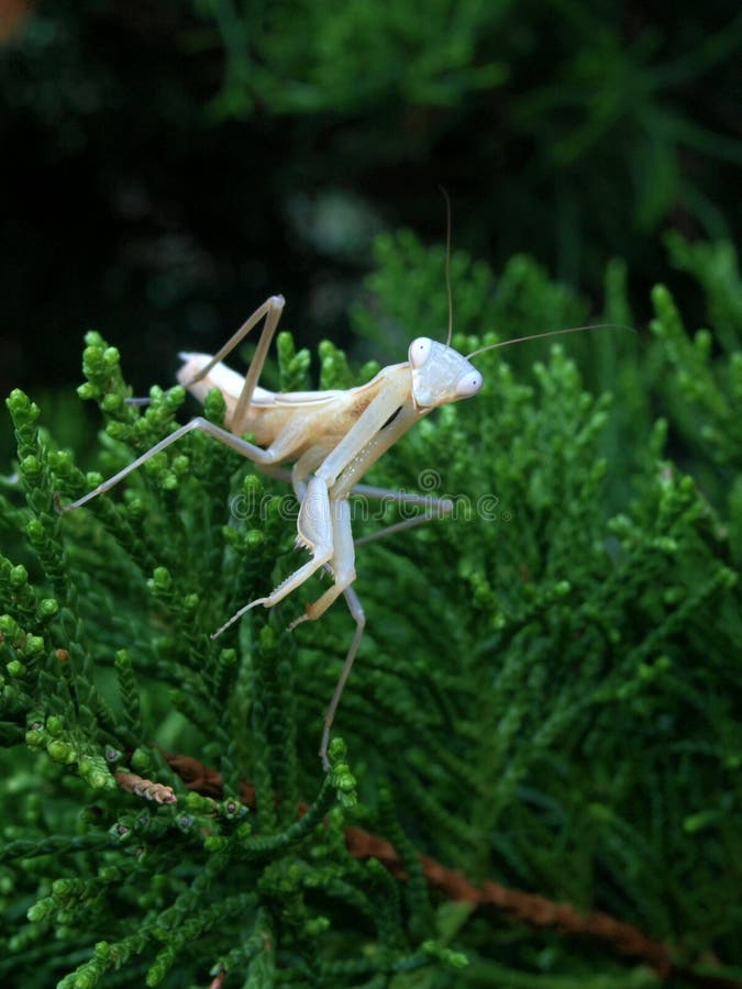 Ecosystem, Plant, Flora, Insect Picture. Image: 108043468