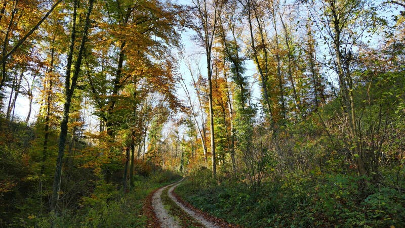 Ecosystem, Temperate Broadleaf And Mixed Forest, Path, Nature Reserve ...