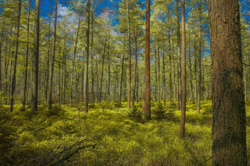 Ecosystem, Nature, Path, Temperate Broadleaf And Mixed Forest Picture ...