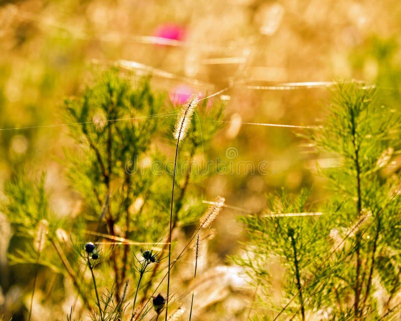 Ecosystem, Vegetation, Flora, Flower Stock Image - Image of prairie ...