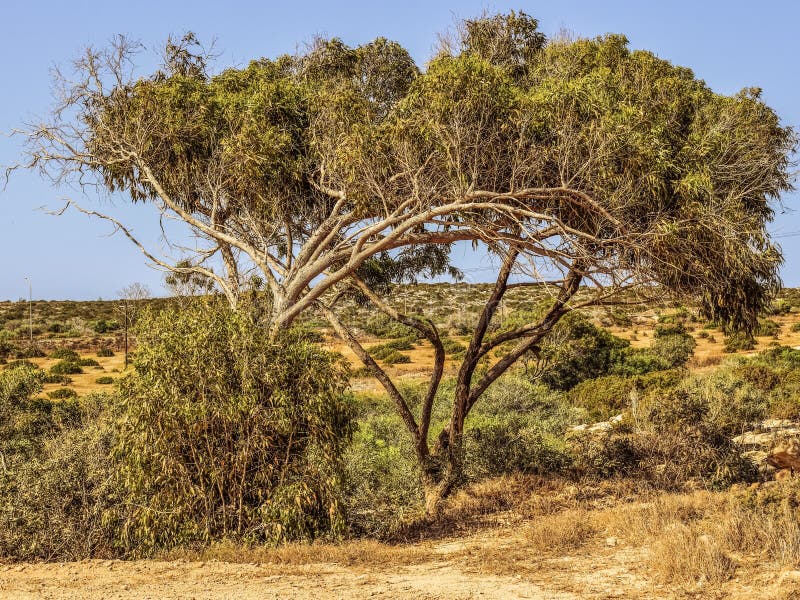 Ecosystem, Vegetation, Shrubland, Tree Stock Image - Image of biome ...