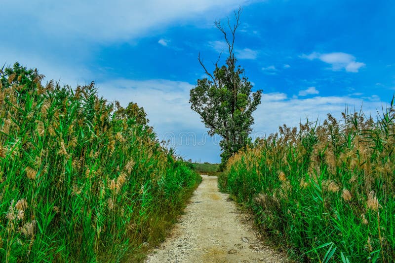 Ecosystem, Vegetation, Sky, Field Stock Image - Image of field ...