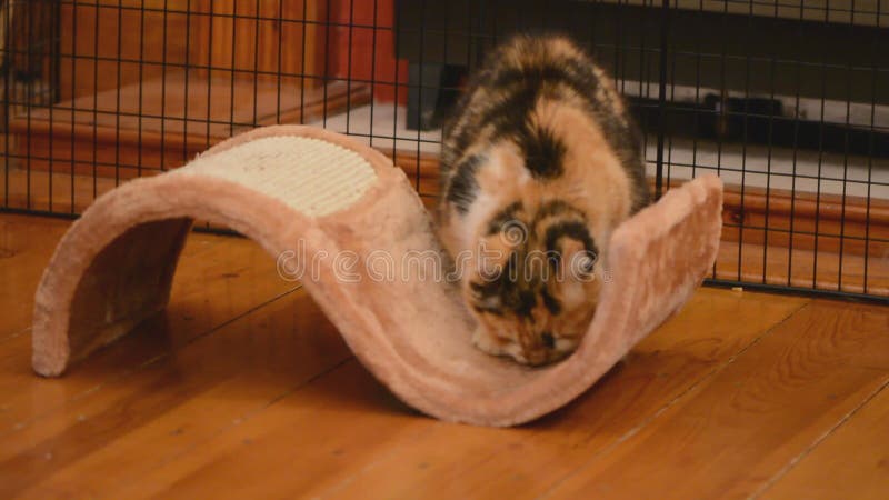 Ecstatic Cat on a Scratching Bed Stock Video - Video of bliss, elderly ...