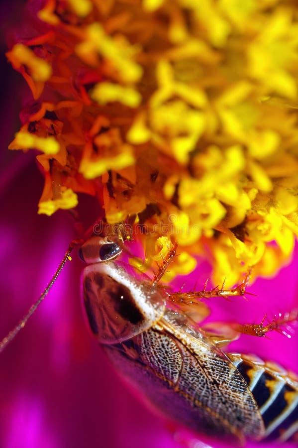 Ectobius Vittiventris, the Amber Wood Cockroach or Amber Forest ...
