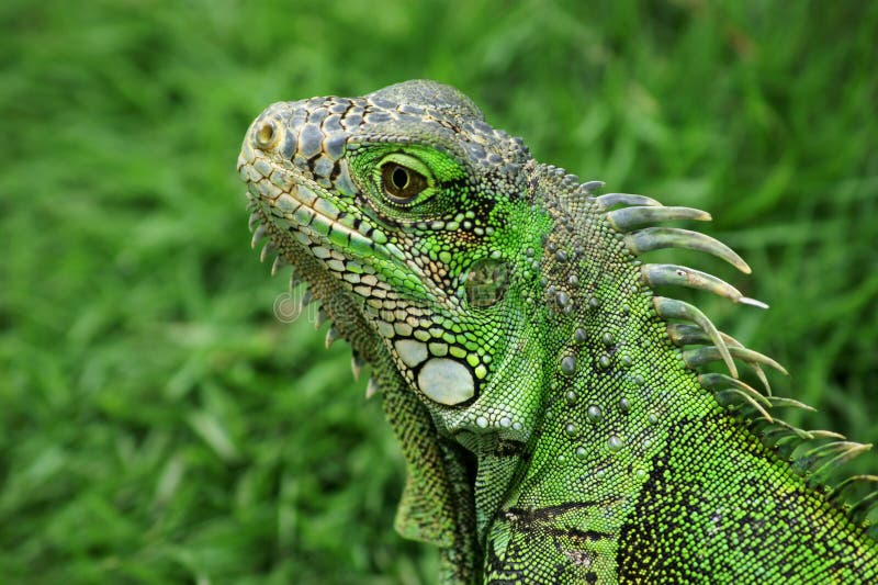 Leguaner På Leguanen Parkerar I Centrum Av Guayaquil, Ecuador Arkivfoto ...