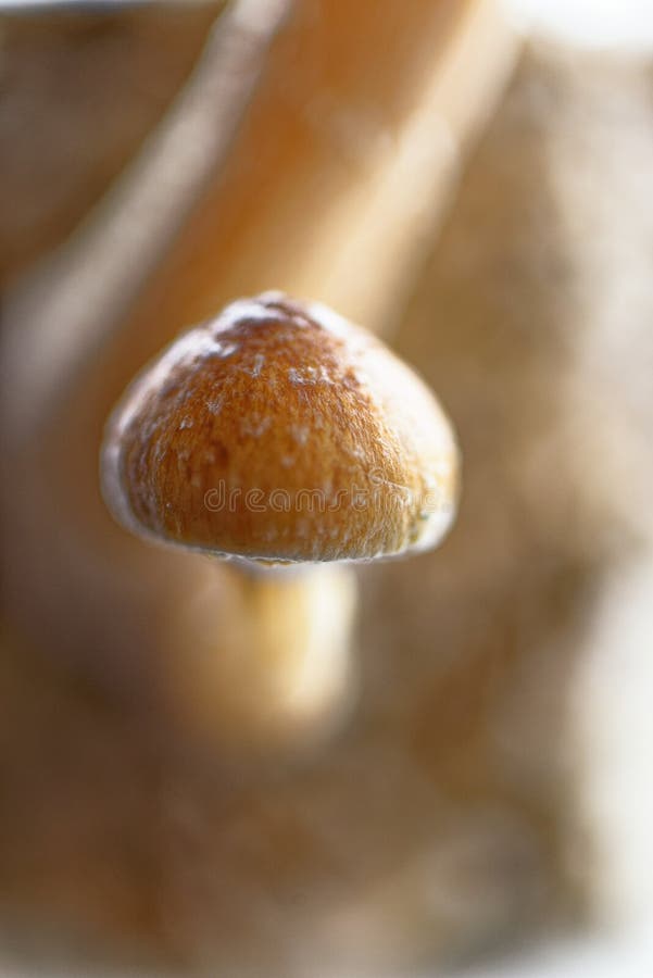 Ecuador Magic Mushroom - Ecuadorian Psilocybe Cubensis Stock Photo ...