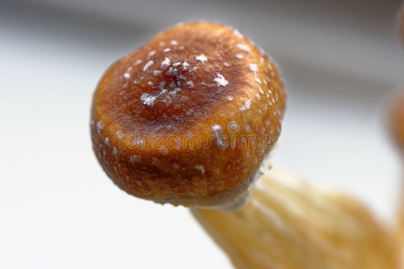 Ecuador Magic Mushroom - Ecuadorian Psilocybe Cubensis Stock Photo ...