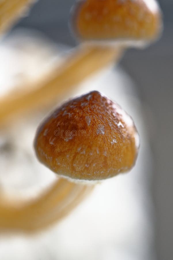 Ecuador Magic Mushroom - Ecuadorian Psilocybe Cubensis Stock Photo ...