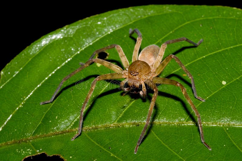 Ecuador spindel fotografering för bildbyråer. Bild av ecuadoriansk - 234337