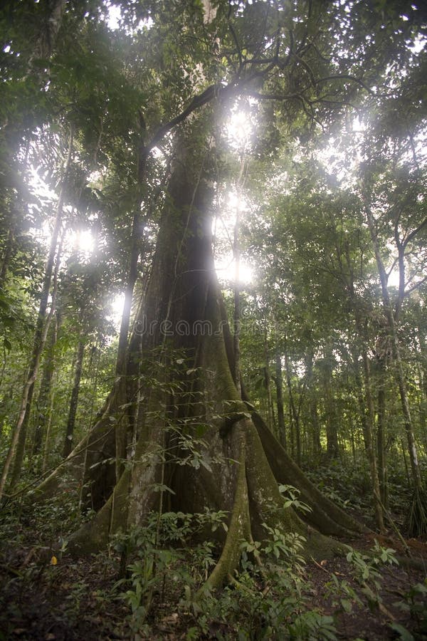 Trees in the Rainforest of the Upper Amazon, Ecuador Stock Photo ...