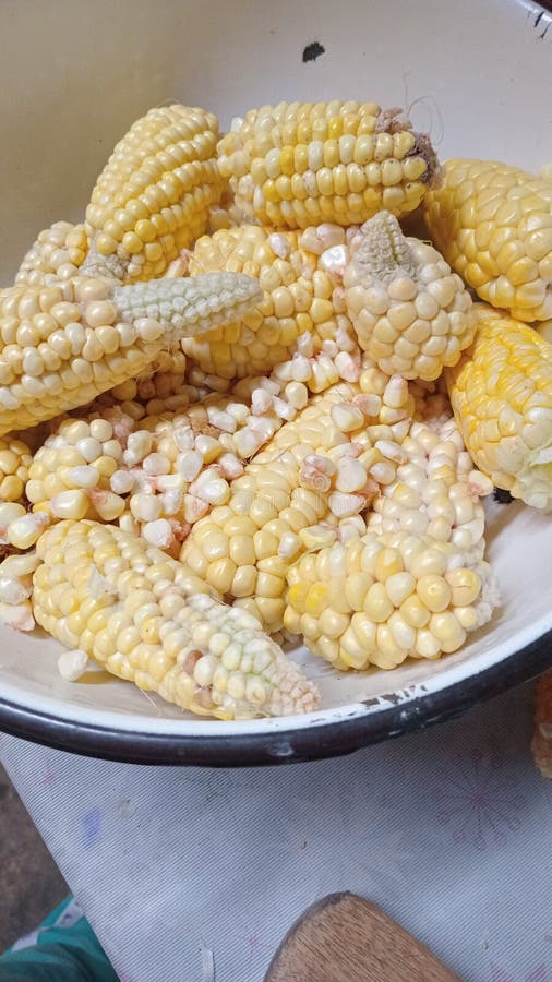 Ecuadorian Corn in the Mountain Region Stock Photo - Image of field ...