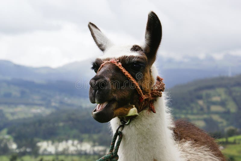 680 Smiling Llama Stock Photos - Free & Royalty-Free Stock Photos from ...