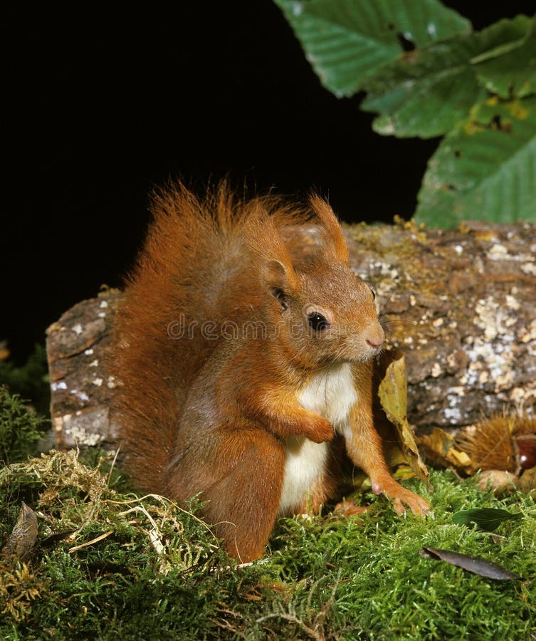 ECUREUIL ROUX Sciurus Vulgaris Stock Image - Image of sitting, haired ...