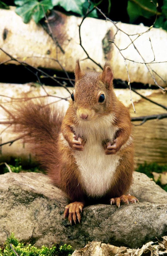 ECUREUIL ROUX Sciurus Vulgaris Stock Photo - Image of adult, front ...