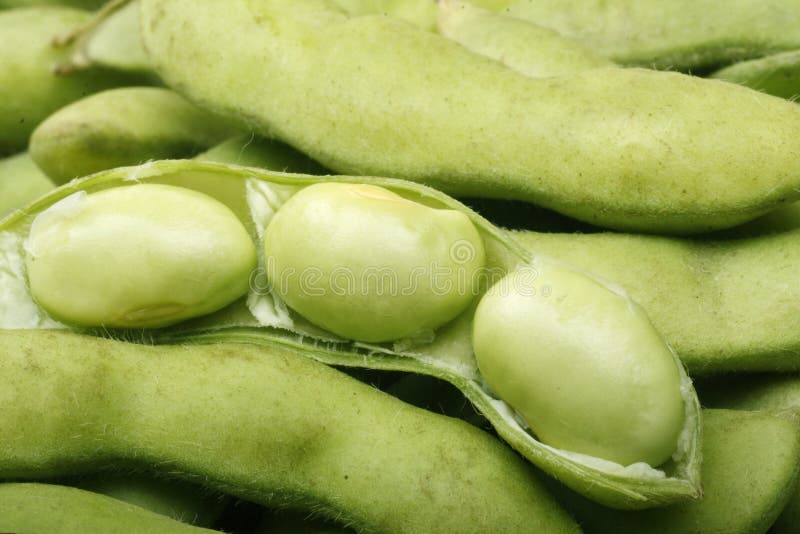 Edamame stock photo. Image of vegetable, snack, green - 14096136