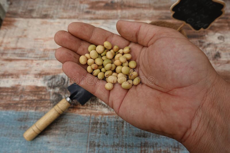 Edamame or Soybean Seeds Ready for Sowing, Farmer Picks Up Seeds Stock ...
