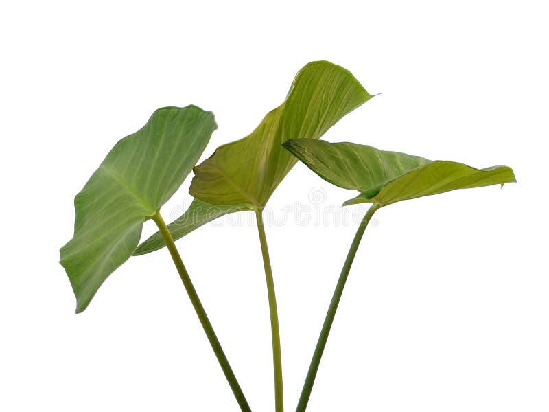 Eddoe Leaves or Wild Taro Leaf on White Background. Stock Photo - Image ...