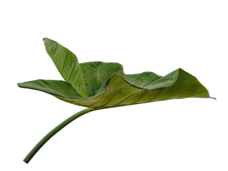 Eddoe Leaves or Wild Taro Leaf on White Background. Stock Photo - Image ...