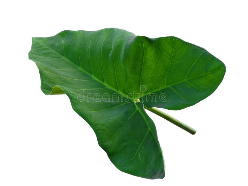 Eddoe Leaves Or Wild Taro Leaf On White Background. Stock Image - Image ...