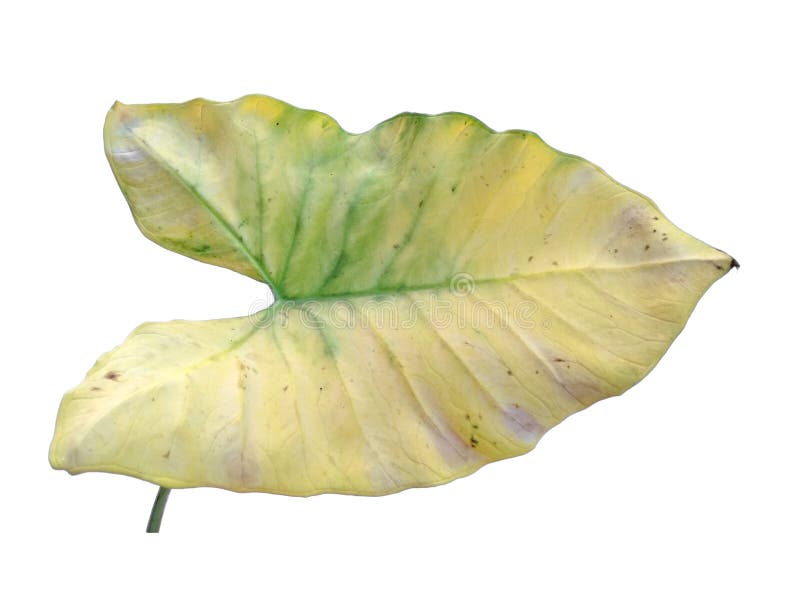 Eddoe Leaves or Wild Taro Leaf on White Background. Stock Image - Image ...
