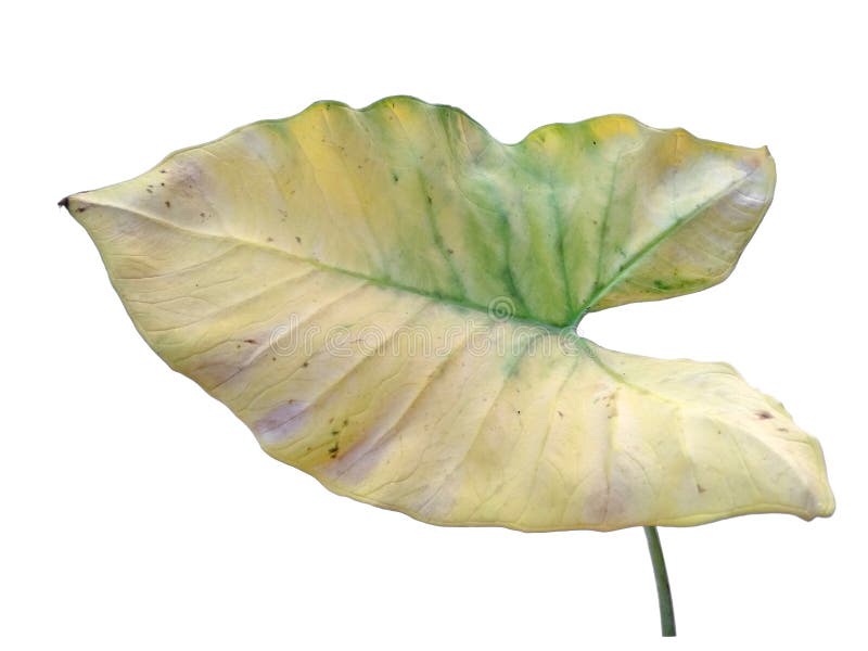 Eddoe Leaves or Wild Taro Leaf on White Background. Stock Image - Image ...