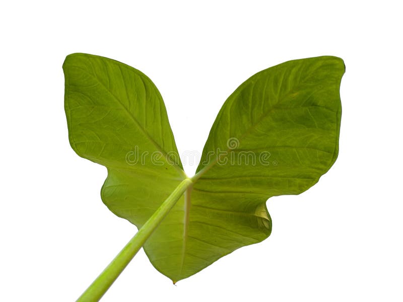 Eddoe Leaves or Wild Taro Leaf on White Background. Stock Photo - Image ...