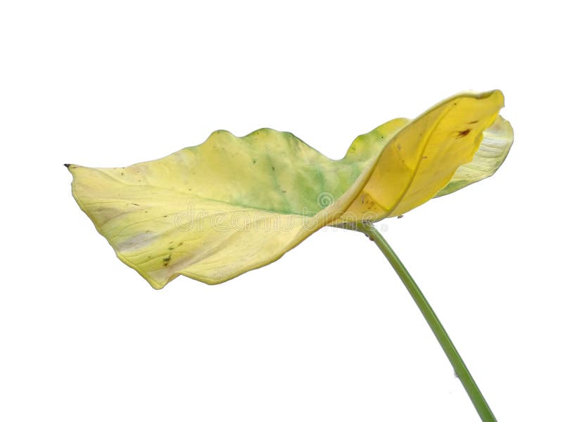 Eddoe Leaves or Wild Taro Leaf on White Background. Stock Image - Image ...
