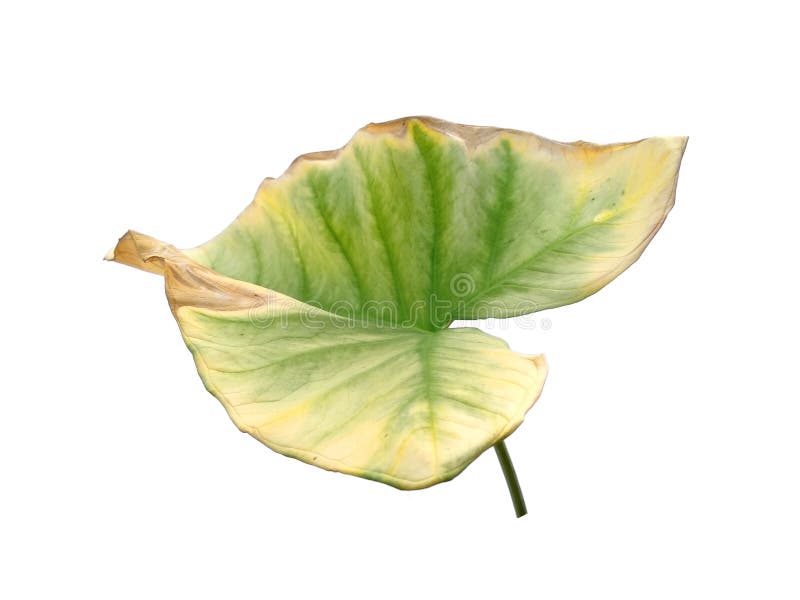 Eddoe Leaves or Wild Taro Leaf on White Background. Stock Photo - Image ...
