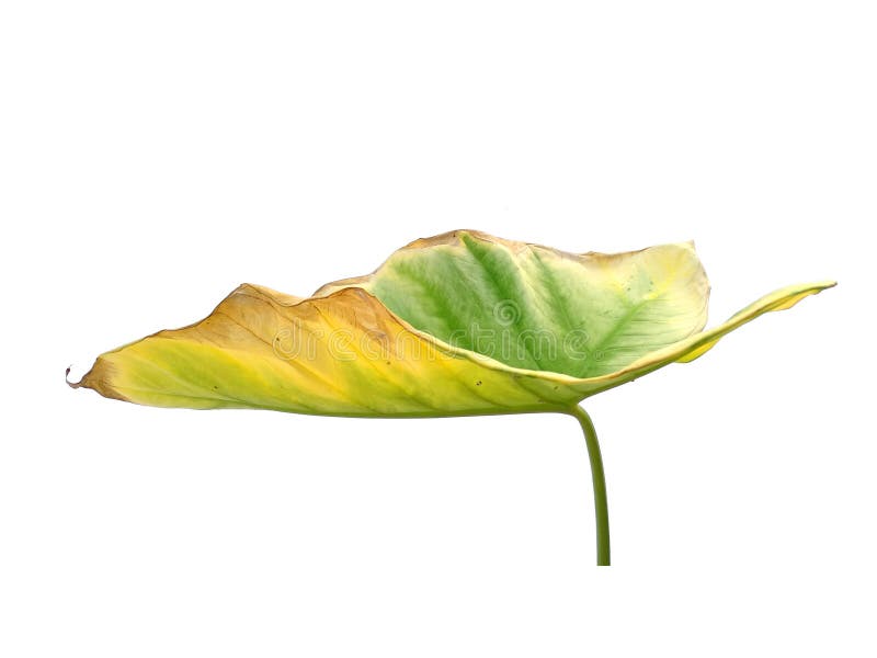 Eddoe Leaves Or Wild Taro Leaf On White Background. Stock Photo - Image ...