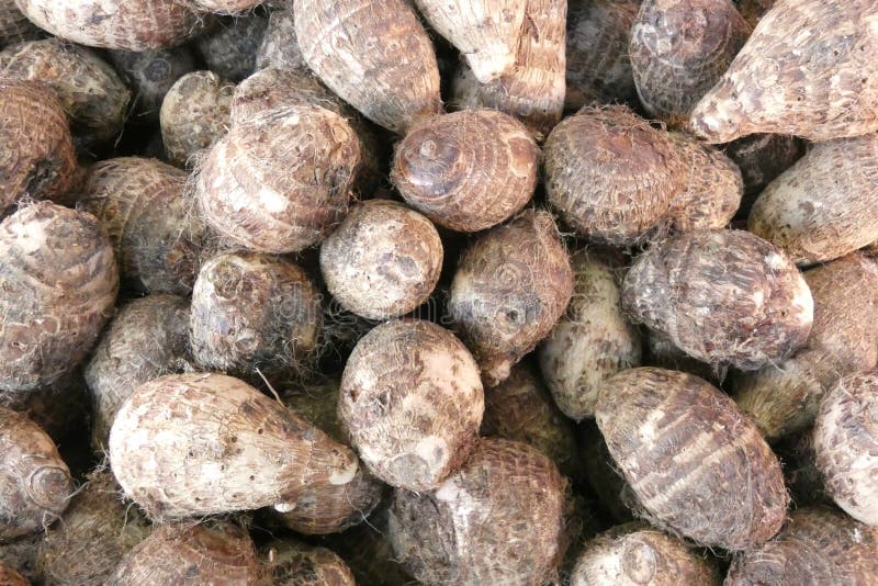 Eddoe A Tropical Root Vegetable Stock Photo - Image of taro, exotic ...