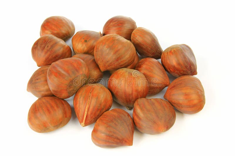 Edelkastanien (Castanea Sativa) Stockfoto - Bild von braun, reif: 36813722